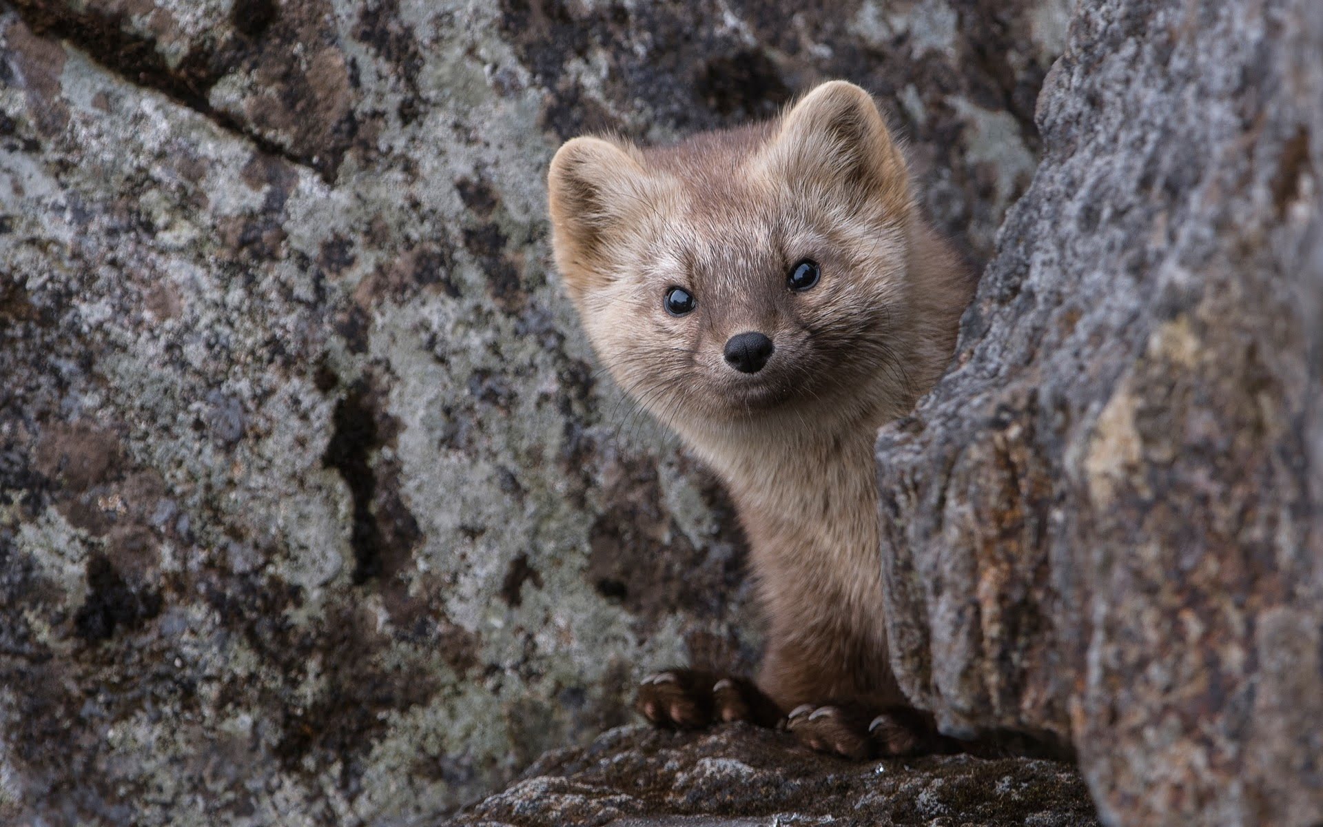 Inspirativne Slike Životinja za Desktop